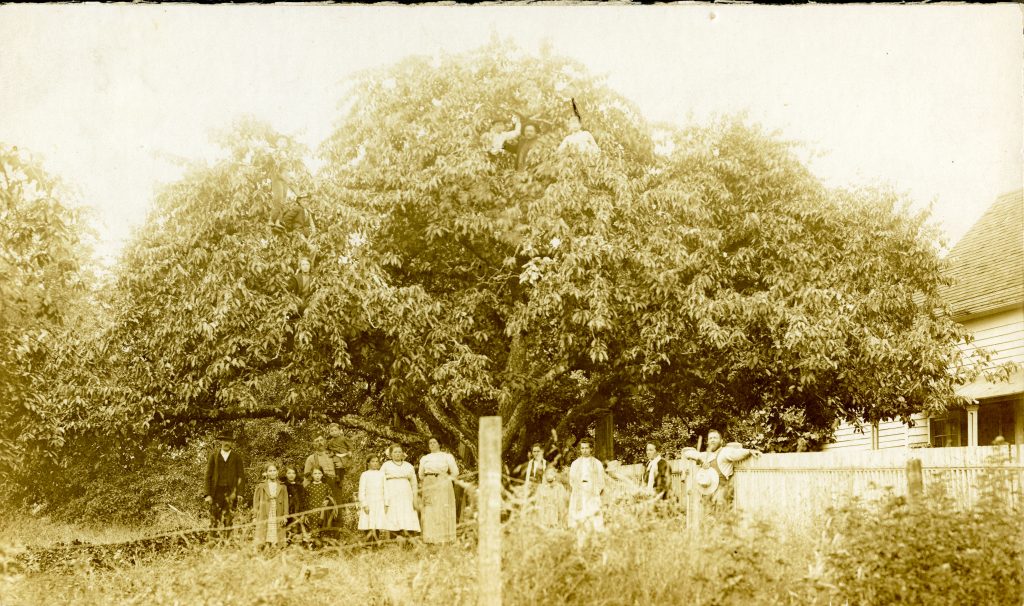 Chambers Cherry Tree – 4/28/19 – Olympia Historical Society and Bigelow ...